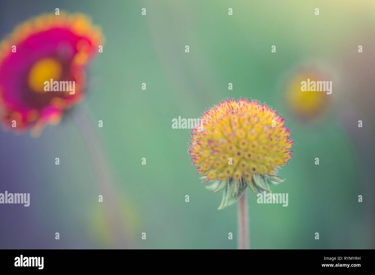 round flower bud close up in field Stock Photo - Alamy