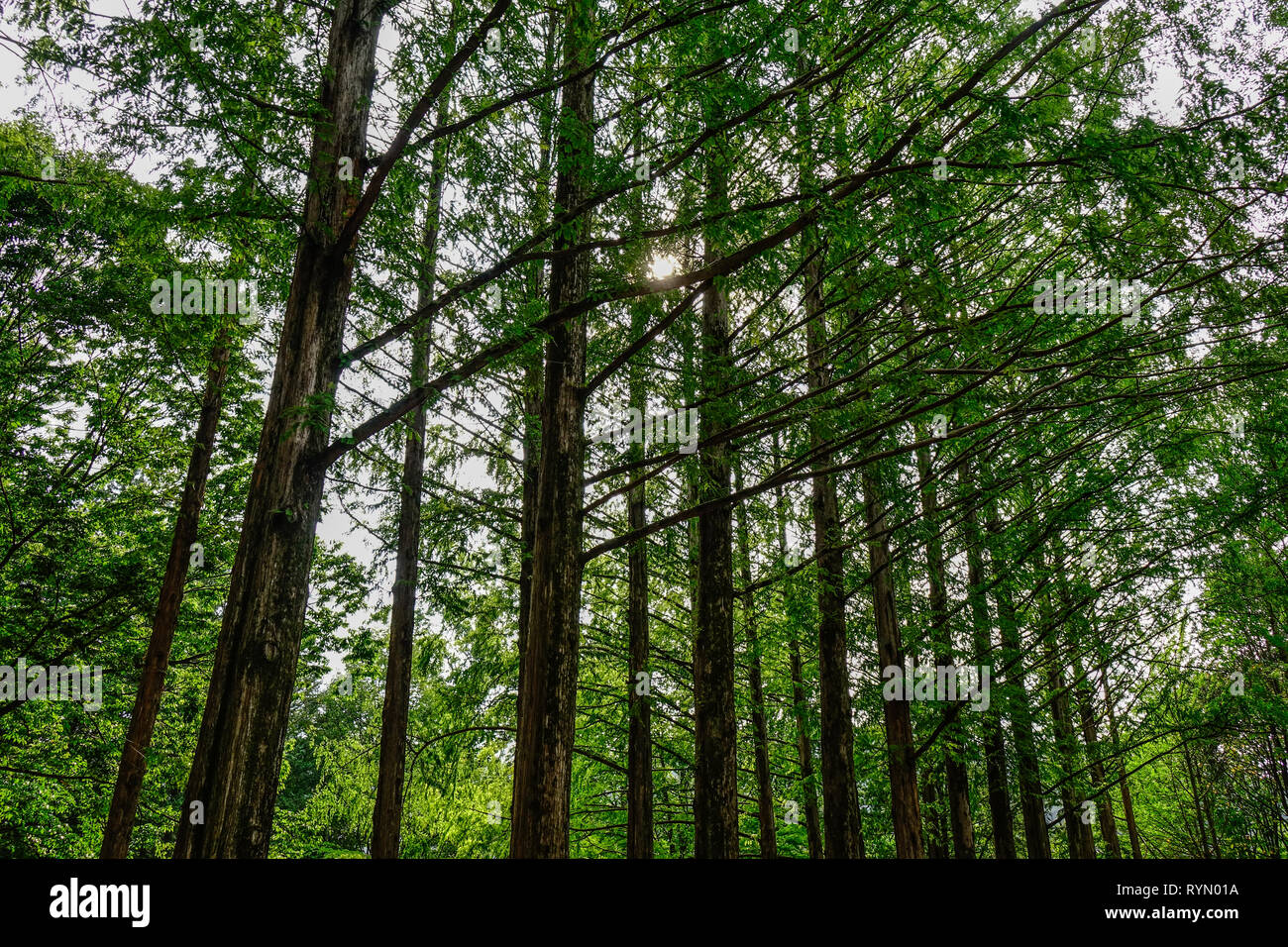 Green trees in the park at Namiseom (Nami Island), South of Korea Stock ...