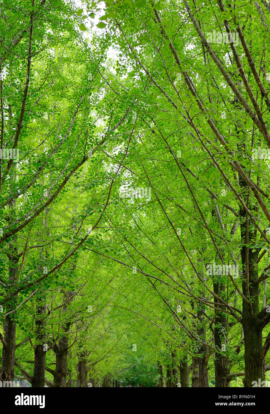 Green trees in the park at Namiseom (Nami Island), South of Korea Stock ...