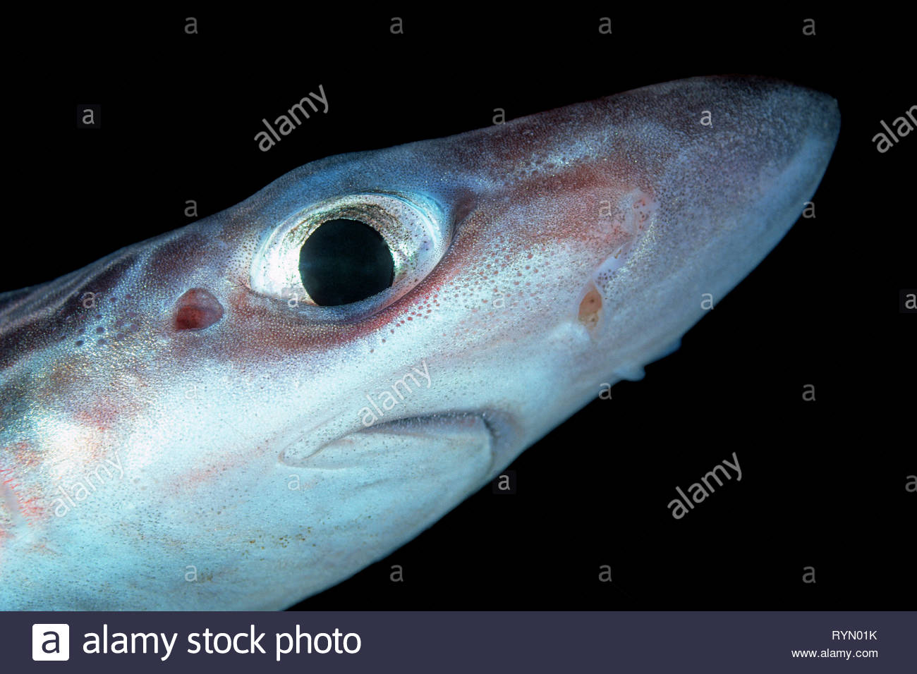 Dogfish Atlantic Stock Photos & Dogfish Atlantic Stock Images - Alamy