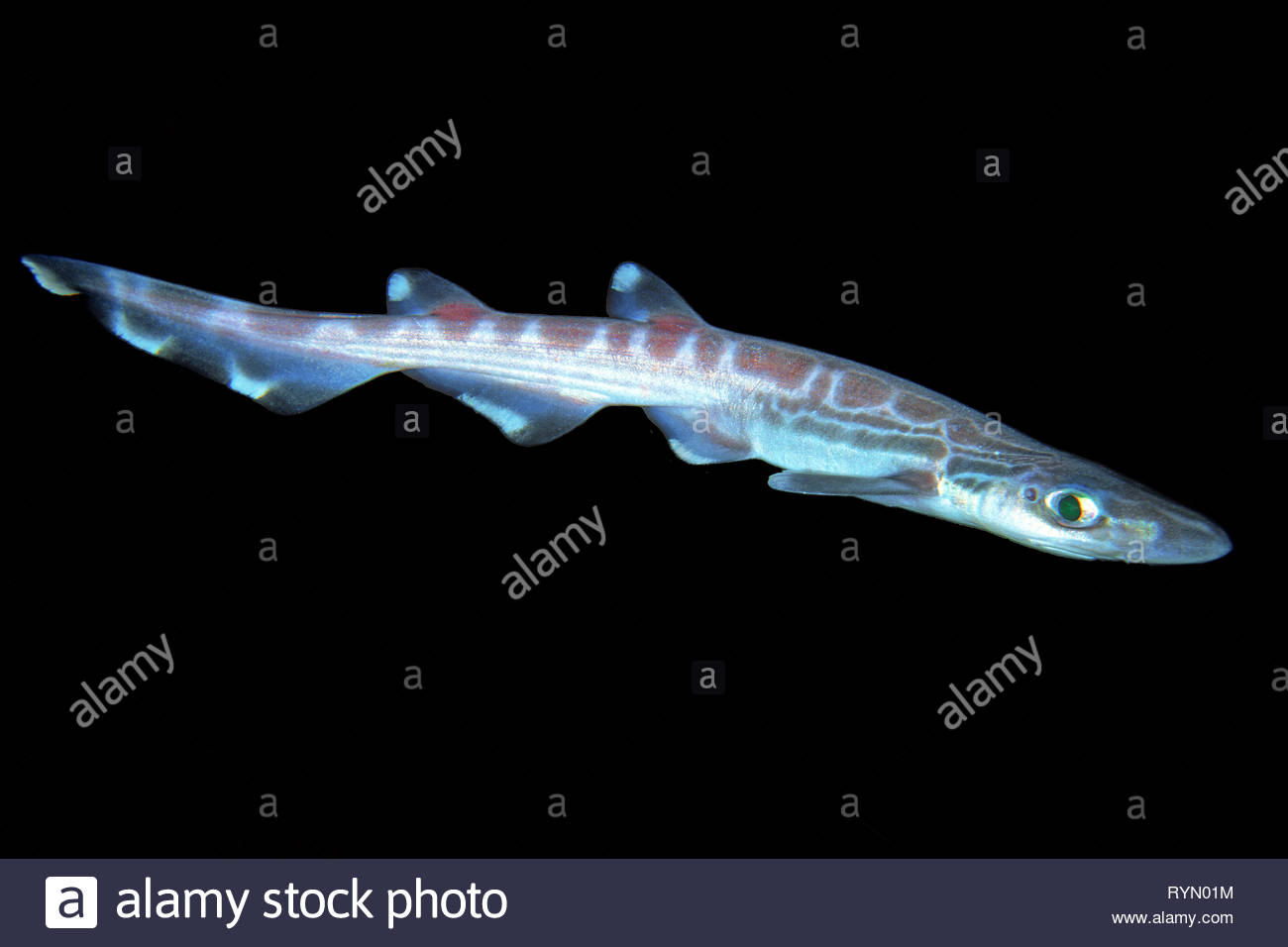 Dogfish Atlantic Stock Photos & Dogfish Atlantic Stock Images - Alamy