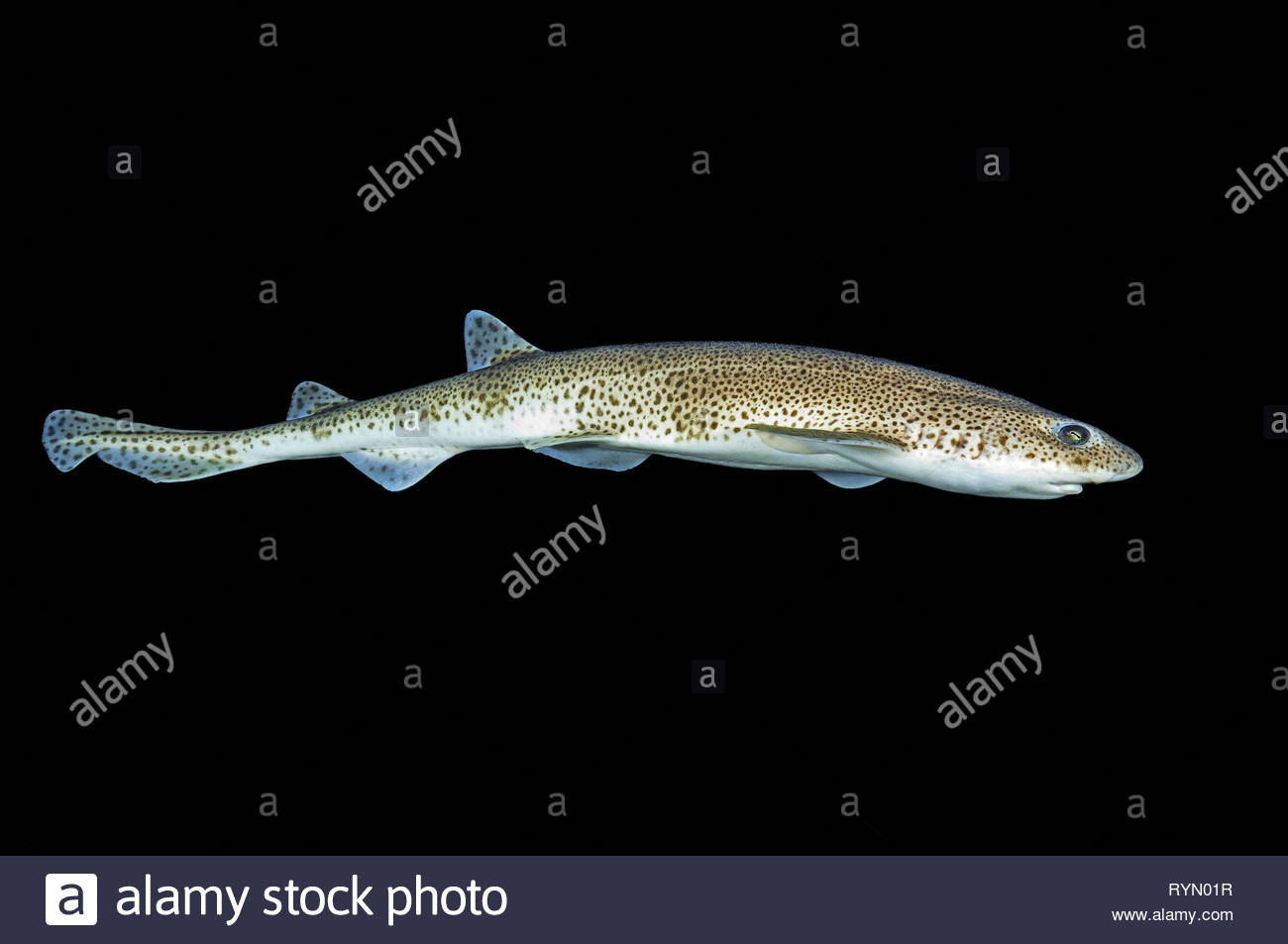 Dogfish Sharks Stock Photos & Dogfish Sharks Stock Images - Alamy