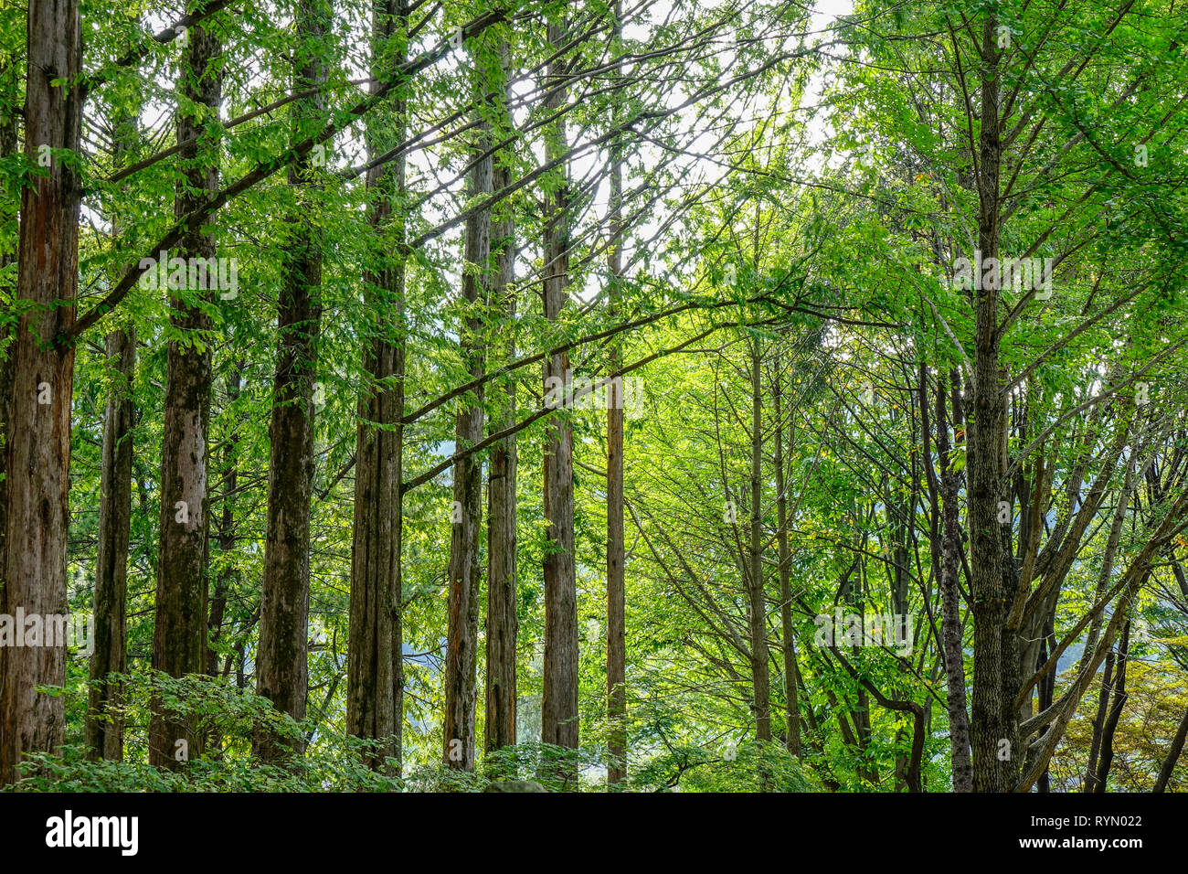 Green trees in the park at Namiseom (Nami Island), South of Korea Stock ...