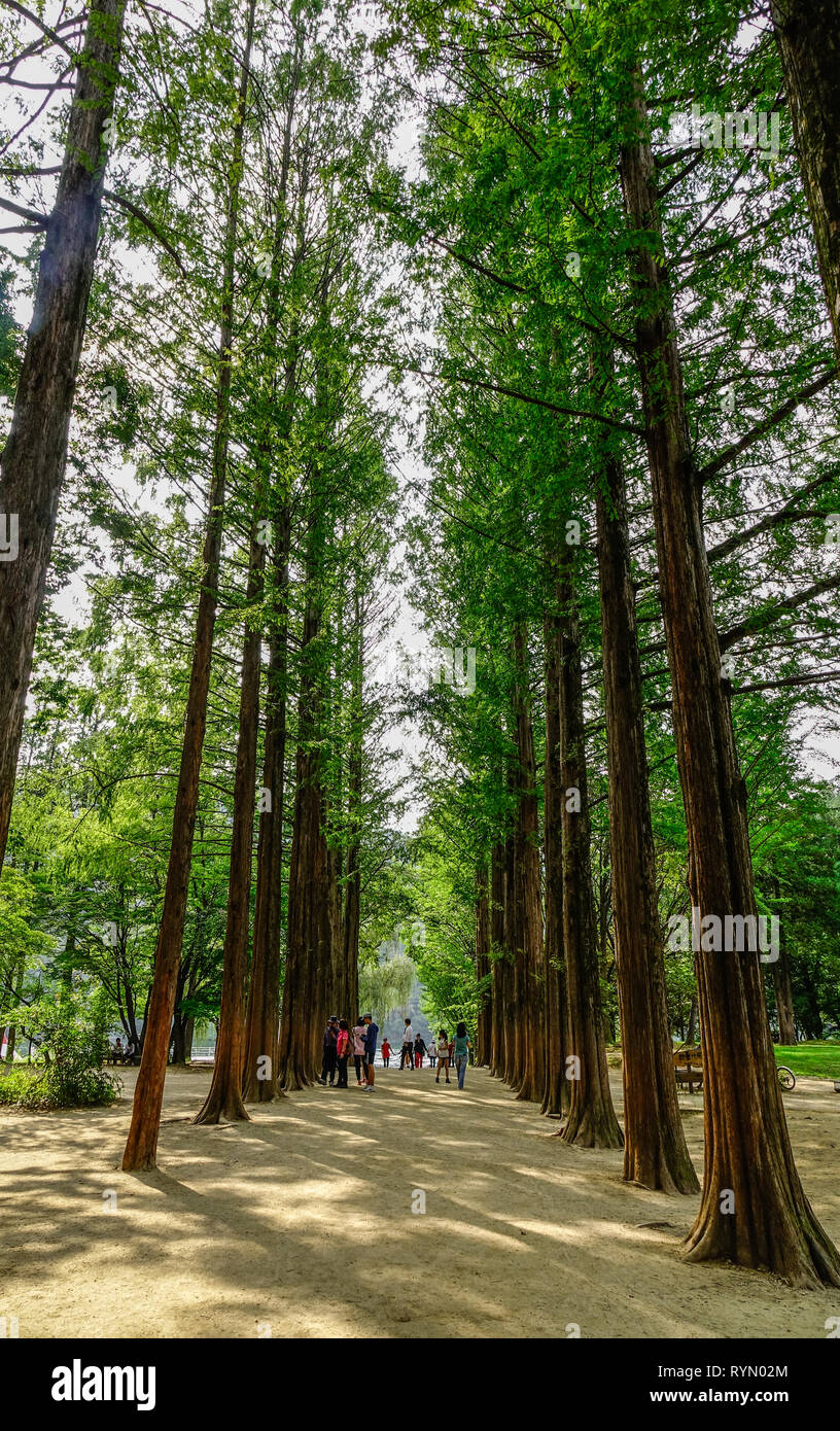 Nami, South Korea - Feb 6, 2015. People walking at the tree park on ...