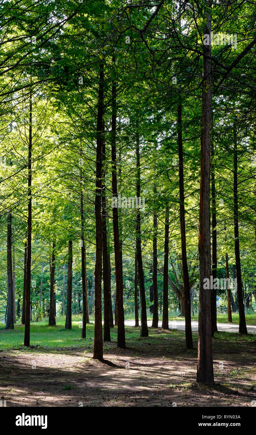 Green trees in the park at Namiseom (Nami Island), South of Korea Stock ...