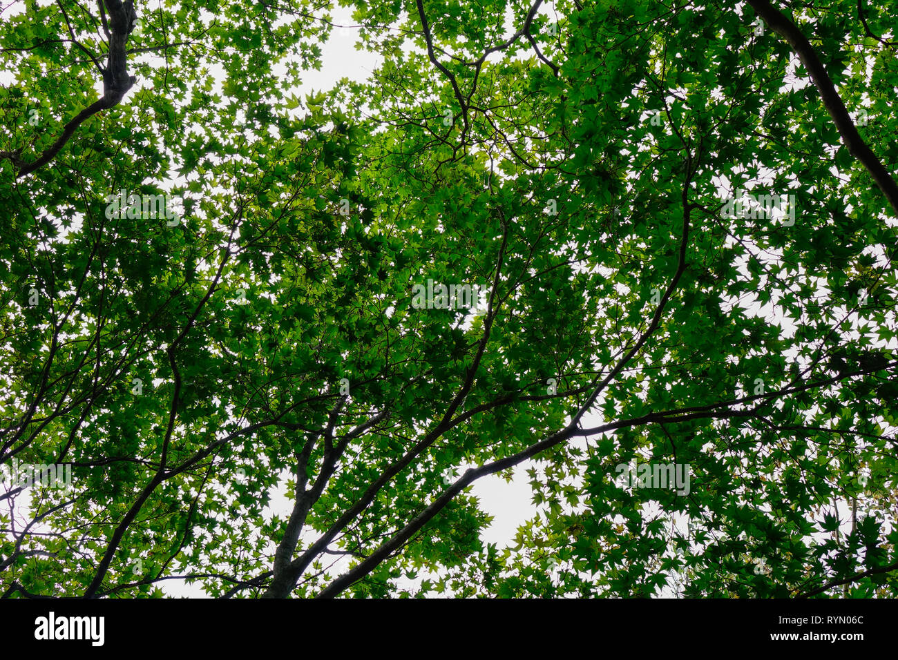 Green maple trees in the park at Namiseom (Nami Island), South of Korea ...