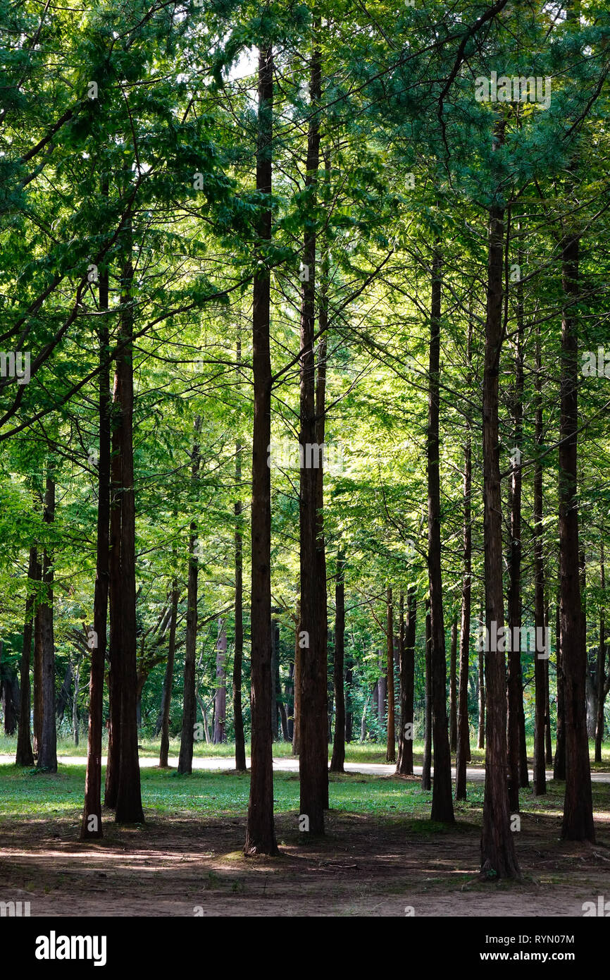 Green trees in the park at Namiseom (Nami Island), South of Korea Stock ...