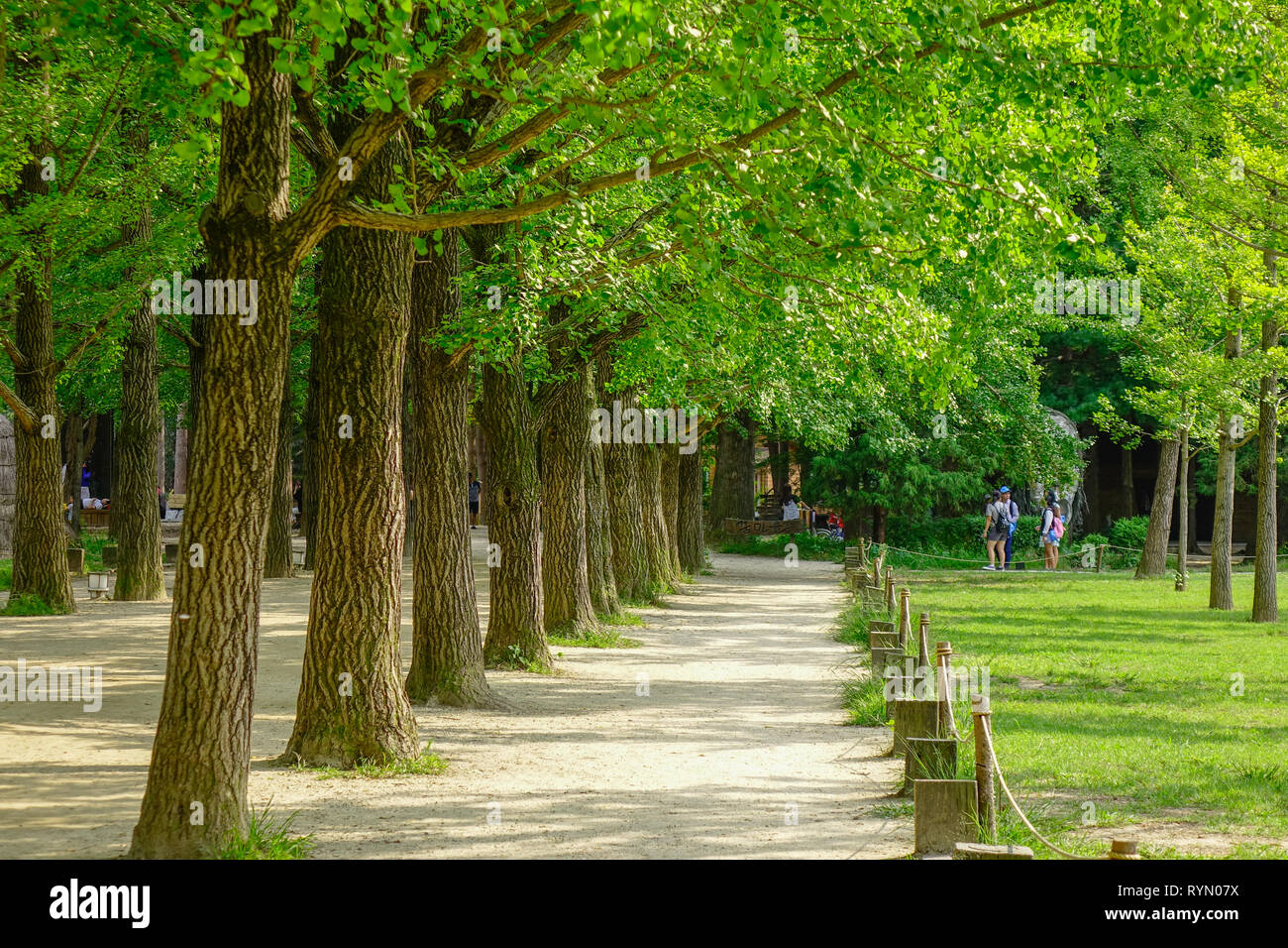Nami, South Korea - Feb 6, 2015. People walking at the tree park on ...
