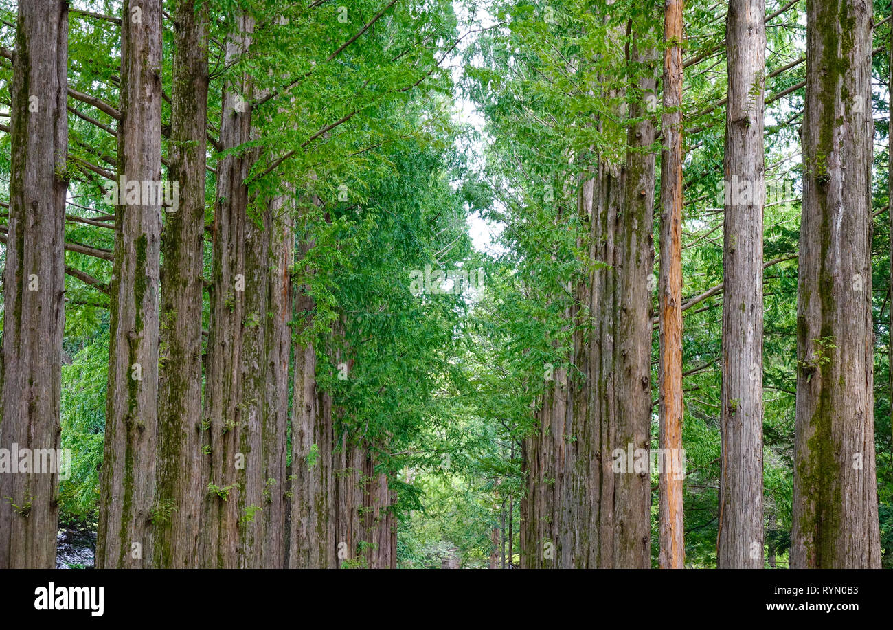 Green trees in the park at Namiseom (Nami Island), South of Korea Stock ...