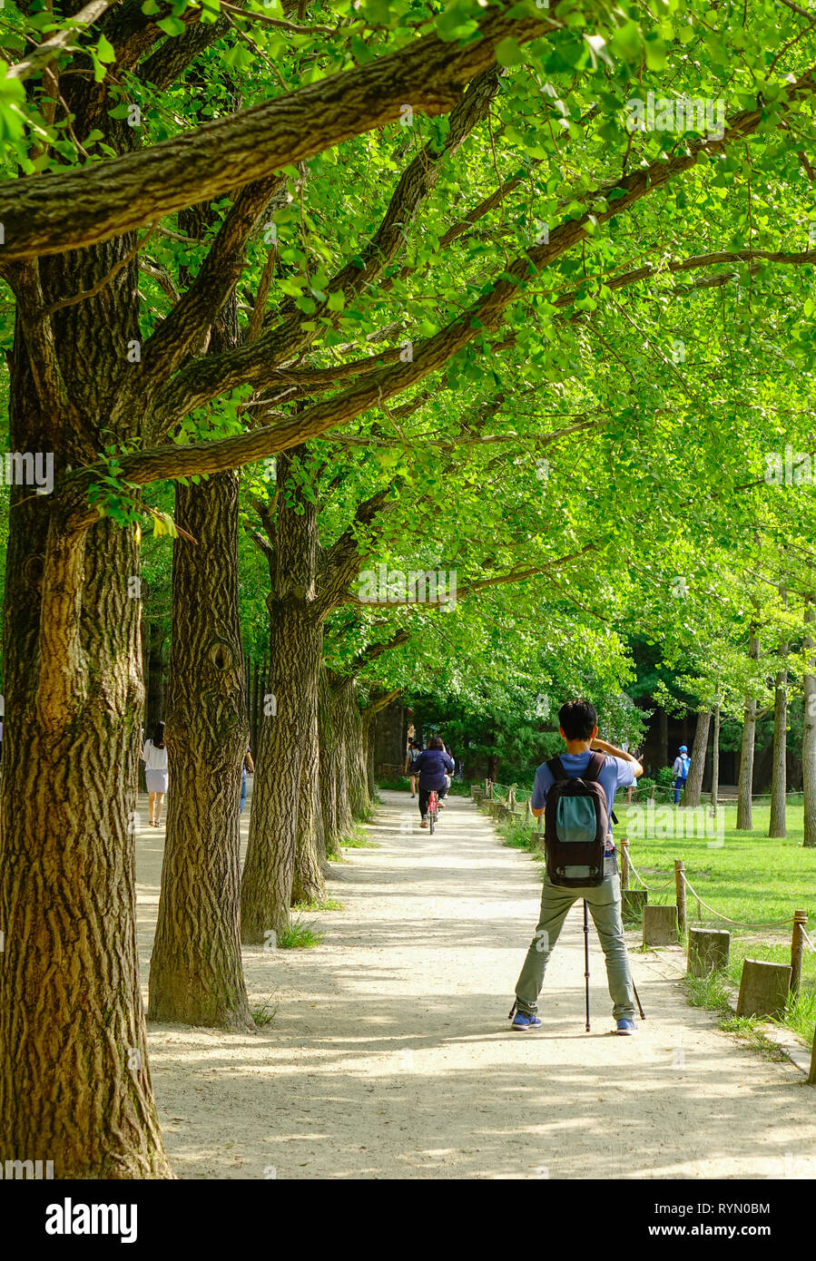 Green trees in the park at Namiseom (Nami Island), South of Korea Stock ...