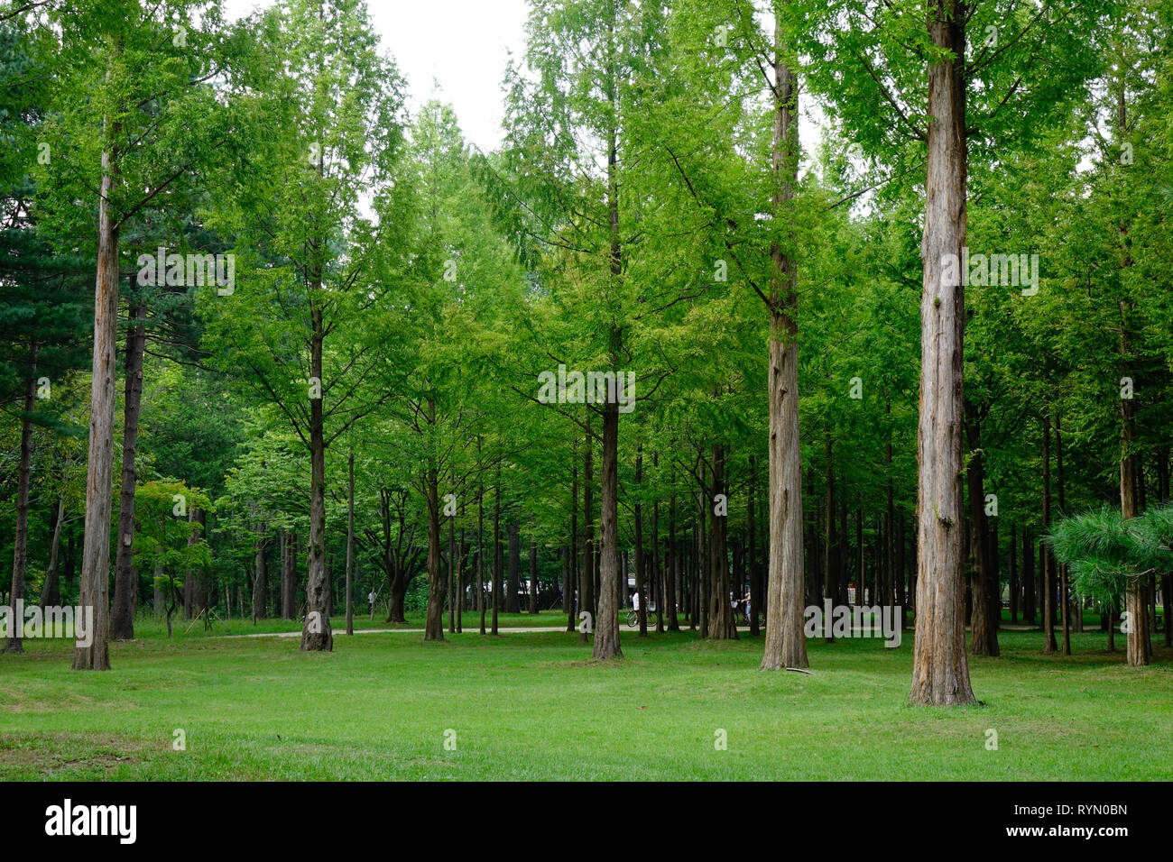 Green trees in the park at Namiseom (Nami Island), South of Korea Stock ...
