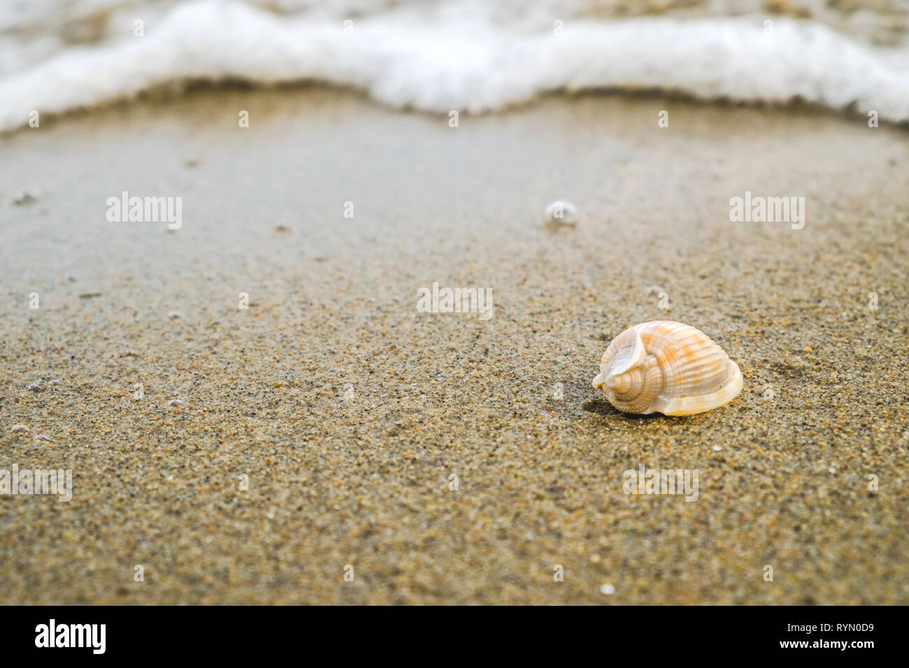 Little shell on the beach,Single shell on the sand Stock Photo - Alamy