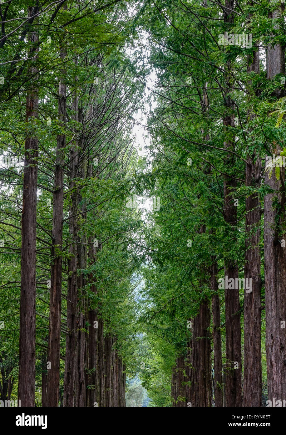 Green trees in the park at Namiseom (Nami Island), South of Korea Stock ...