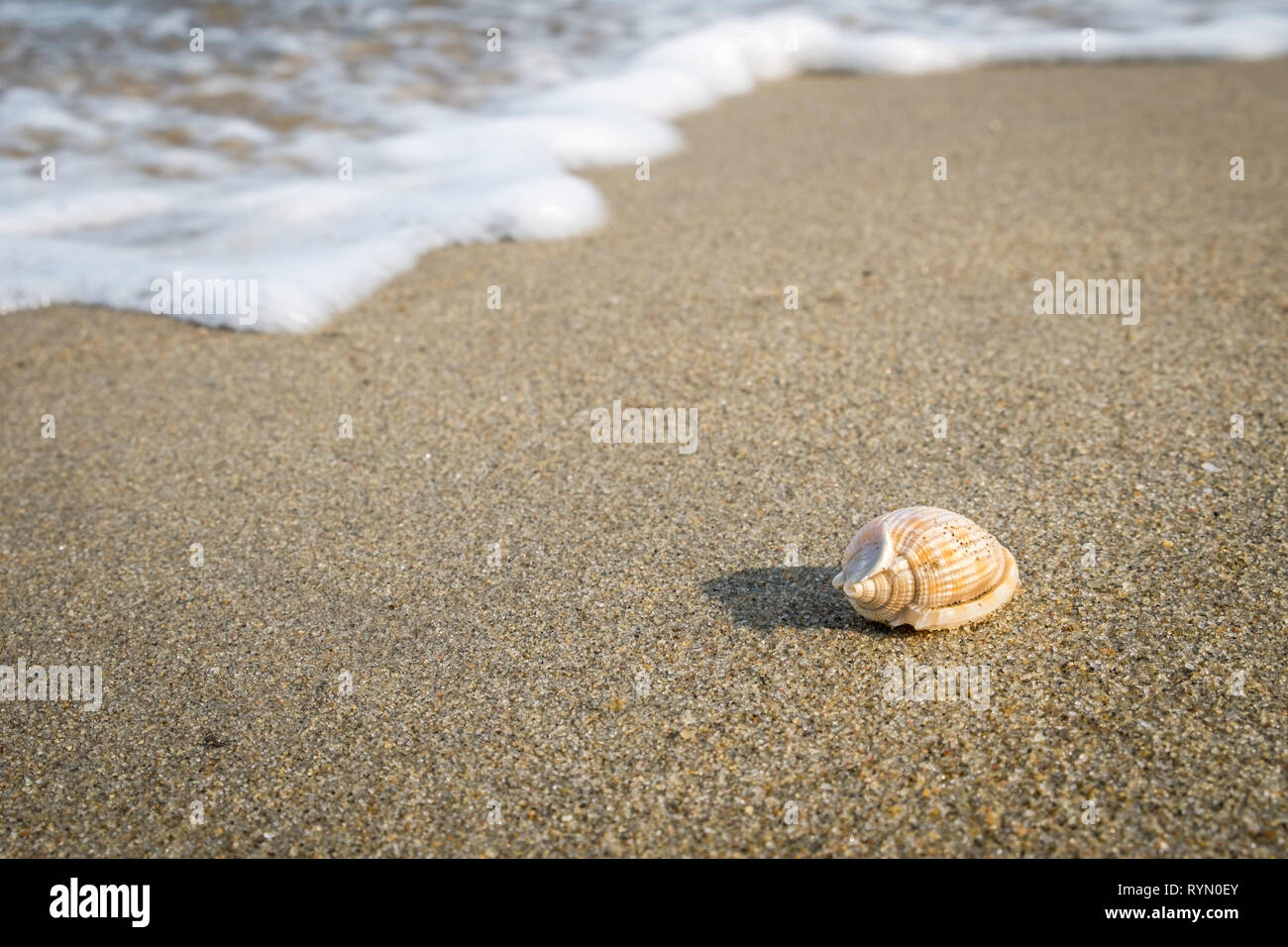Little shell on the beach,Single shell on the sand Stock Photo - Alamy