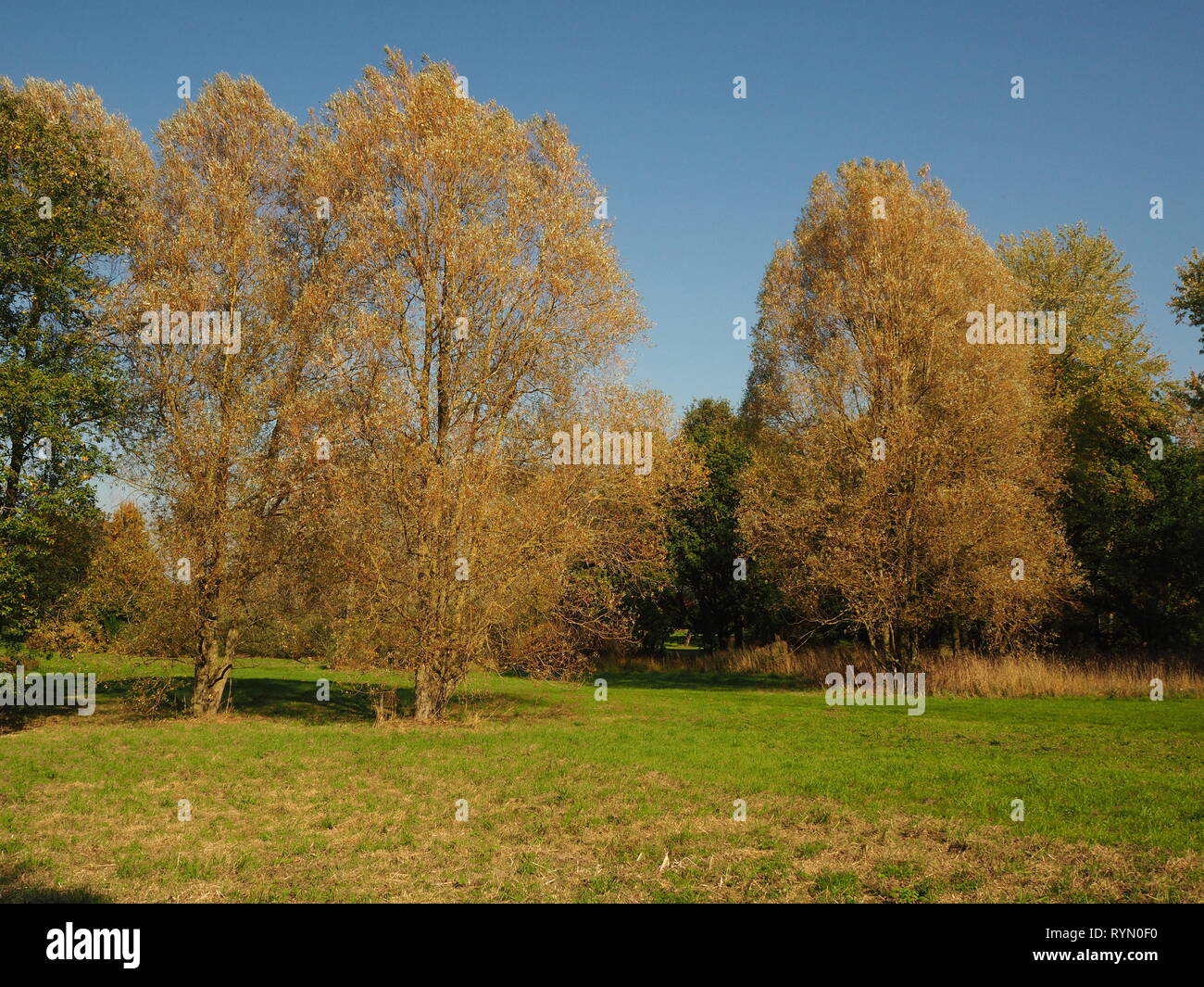 Trees with golden autumn foliage and a blue sky in the Yorkshire ...