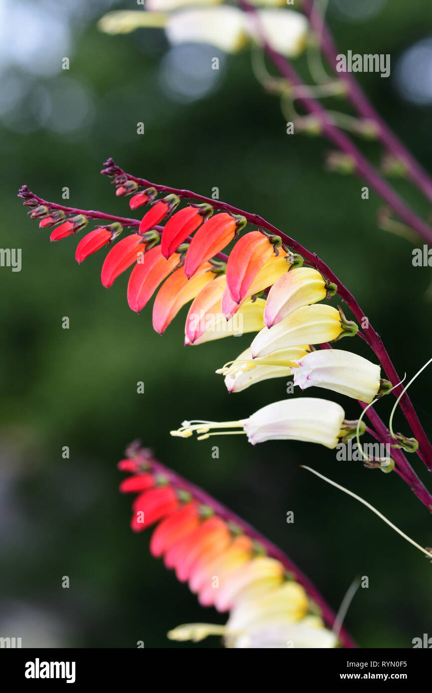 Firecracker Vine High Resolution Stock Photography and Images - Alamy