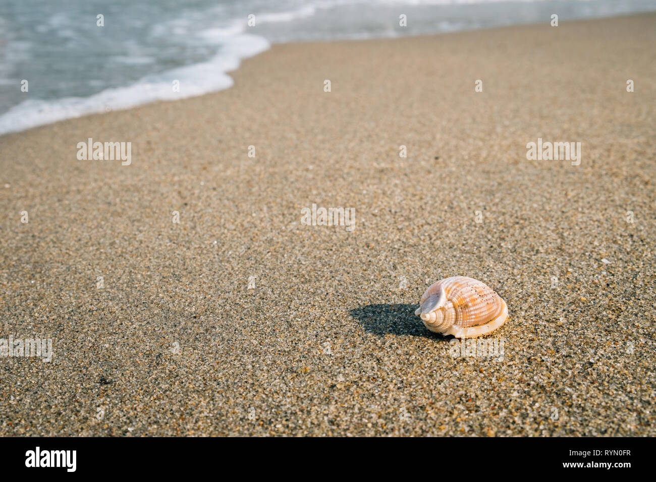 Little shell on the beach,Single shell on the sand Stock Photo - Alamy
