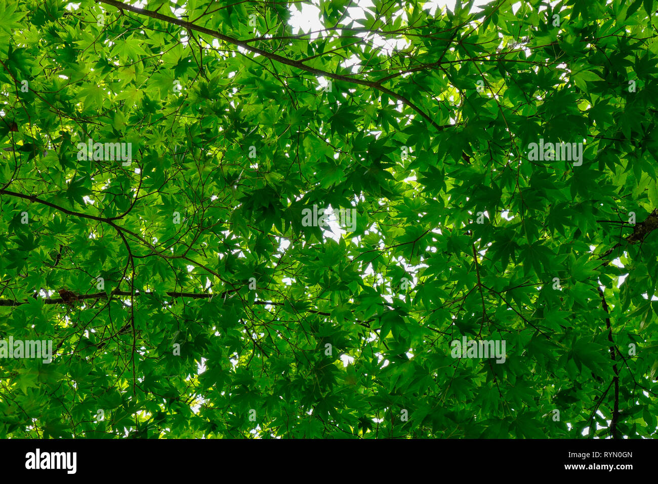 Green maple trees in the park at Namiseom (Nami Island), South of Korea ...