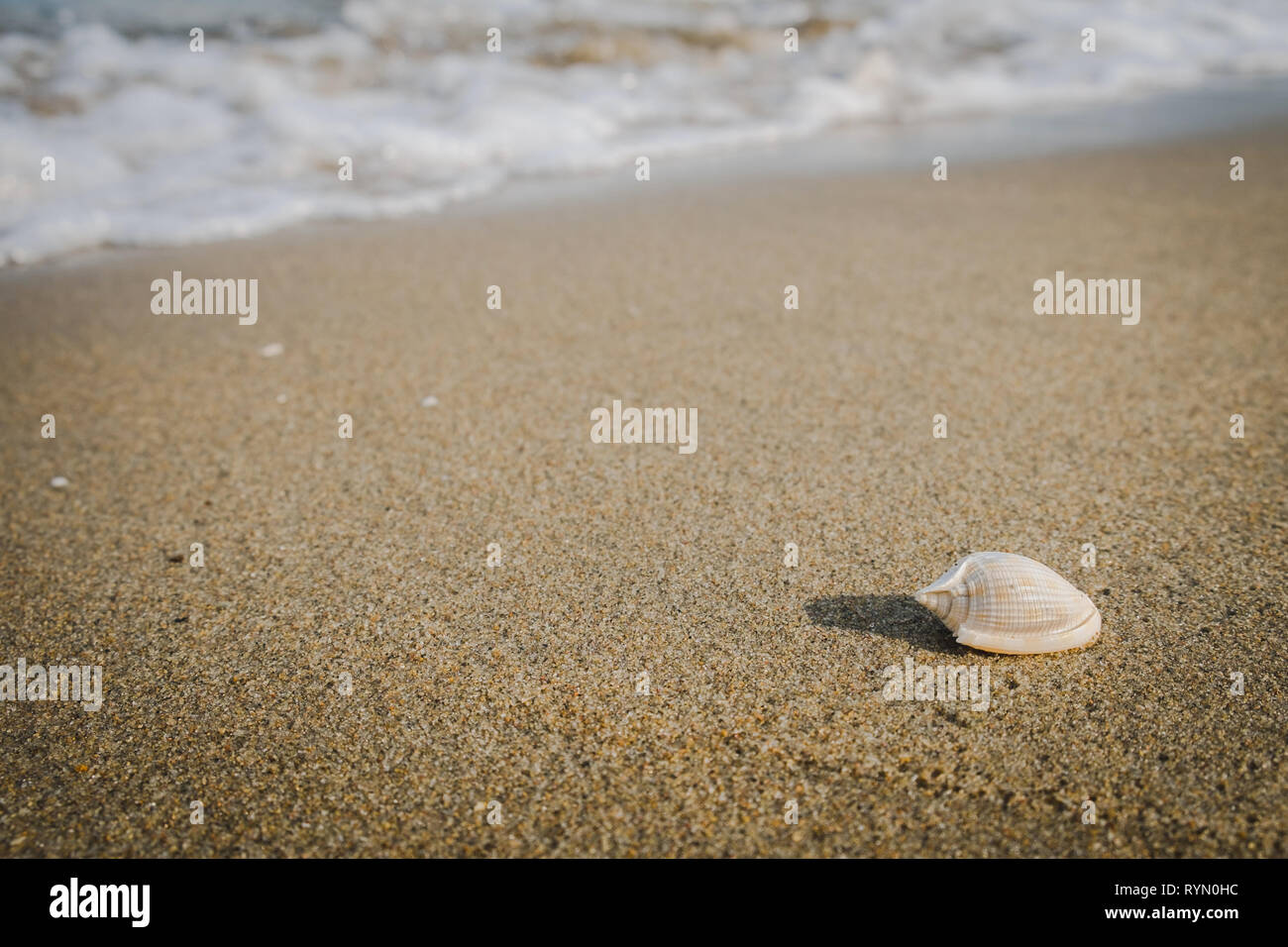 Little shell on the beach,Single shell on the sand Stock Photo - Alamy