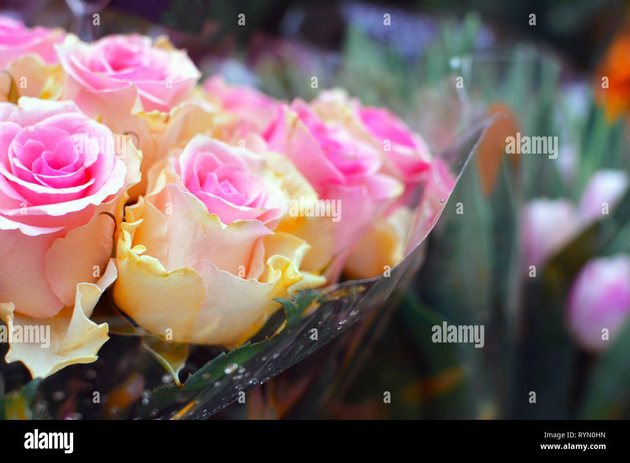 Yellow Roses With Pink Tips