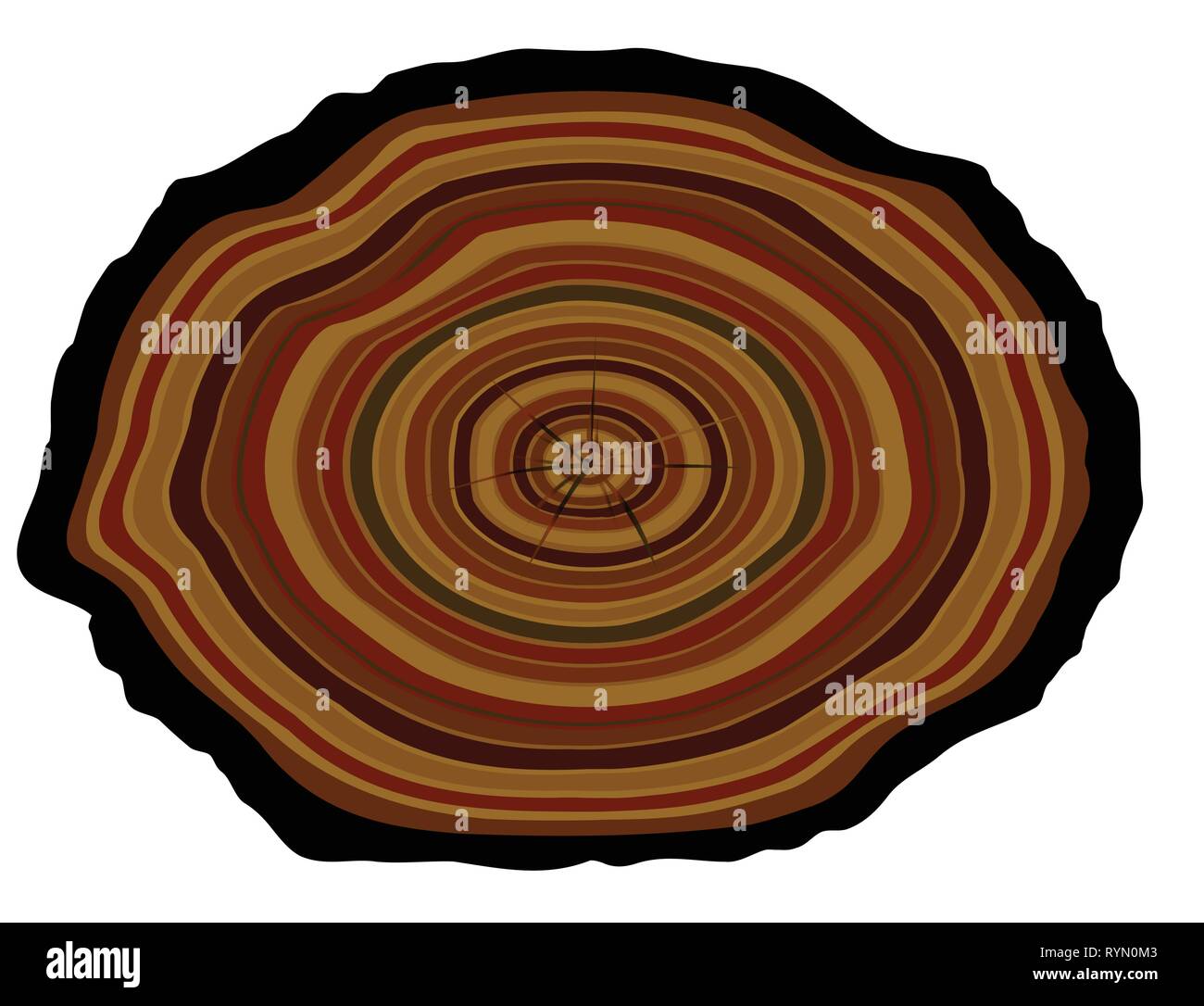 A section of a sawn log with rings over a white background Stock Vector ...