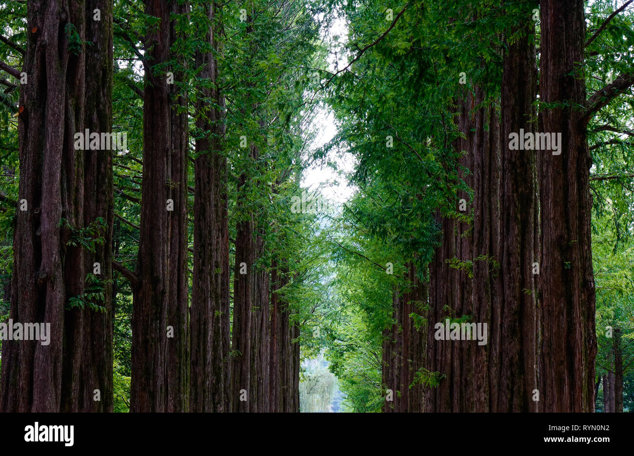 Green trees in the park at Namiseom (Nami Island), South of Korea Stock ...