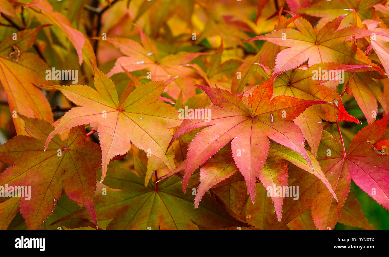 Maple leaves at sunny day in autumn. Nature background Stock Photo - Alamy