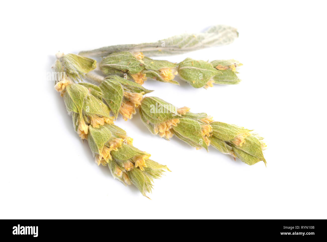 Sideritis, also known as ironwort, Greek mountain tea and shepherd's ...