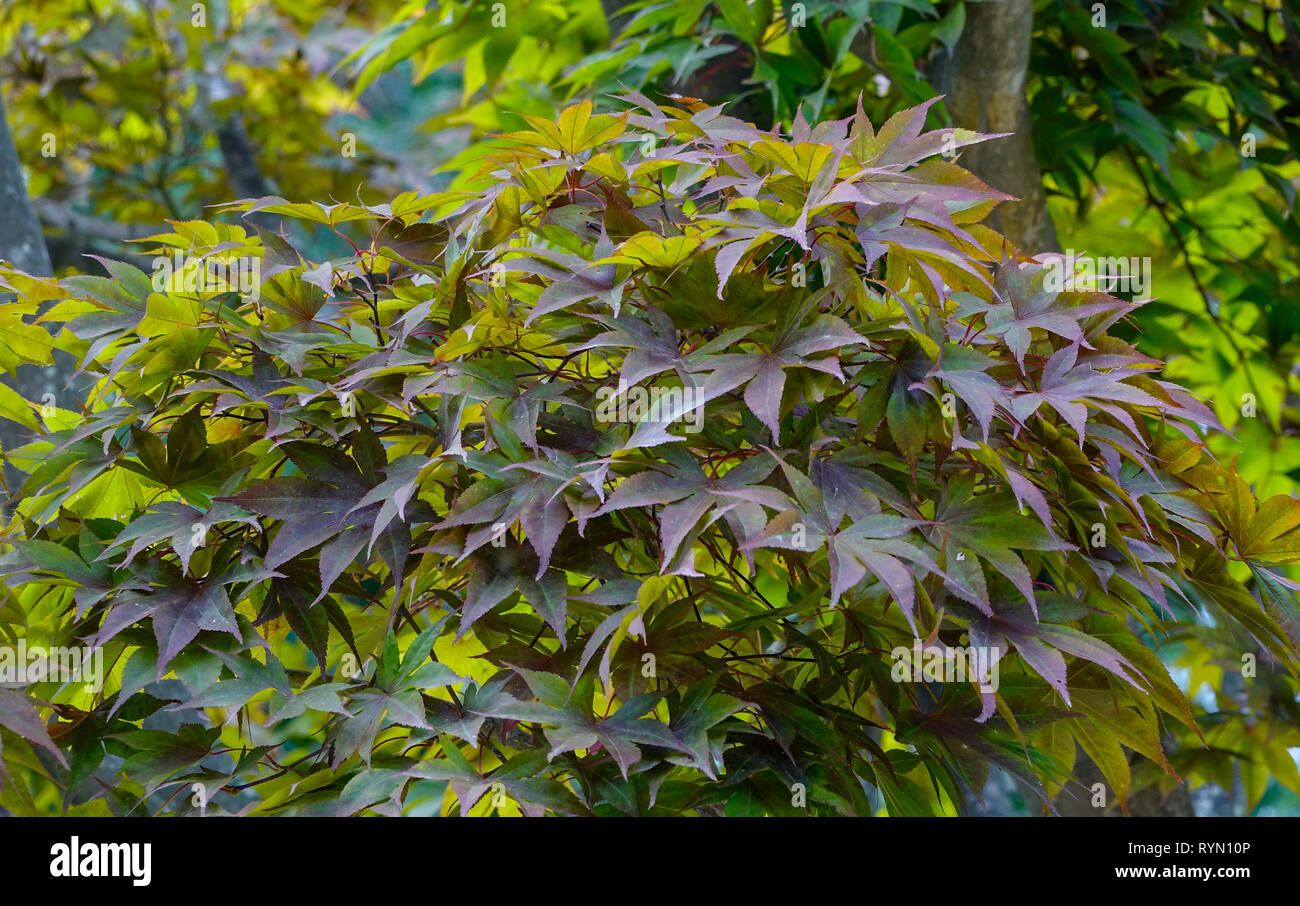 Green trees in the park at Namiseom (Nami Island), South of Korea Stock ...