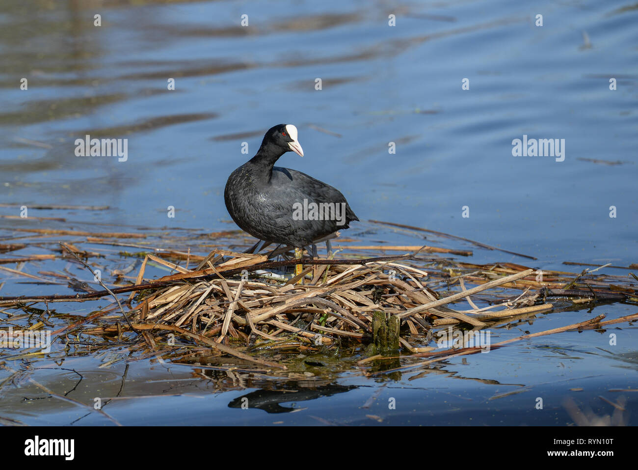 Coot building nest hi-res stock photography and images - Alamy