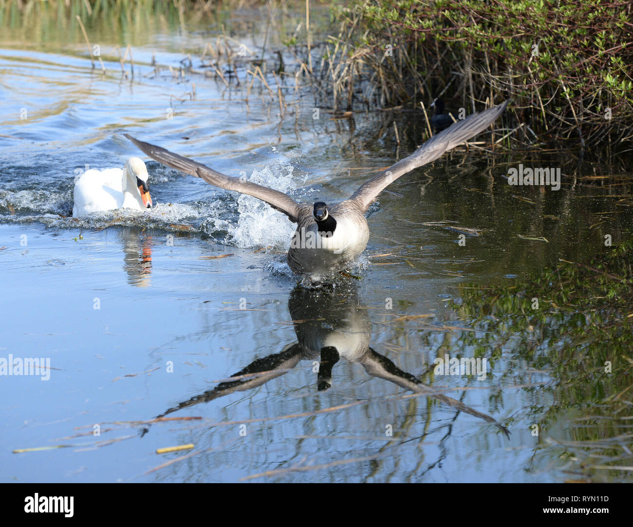 Canada geese branta canadensis and swan hi-res stock photography and ...