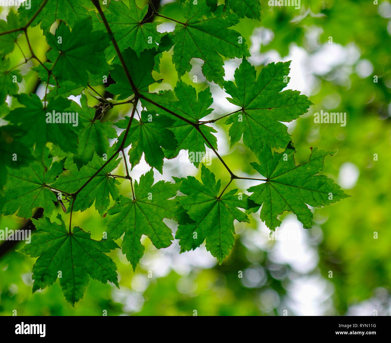 Green maple trees in the park at Namiseom (Nami Island), South of Korea ...