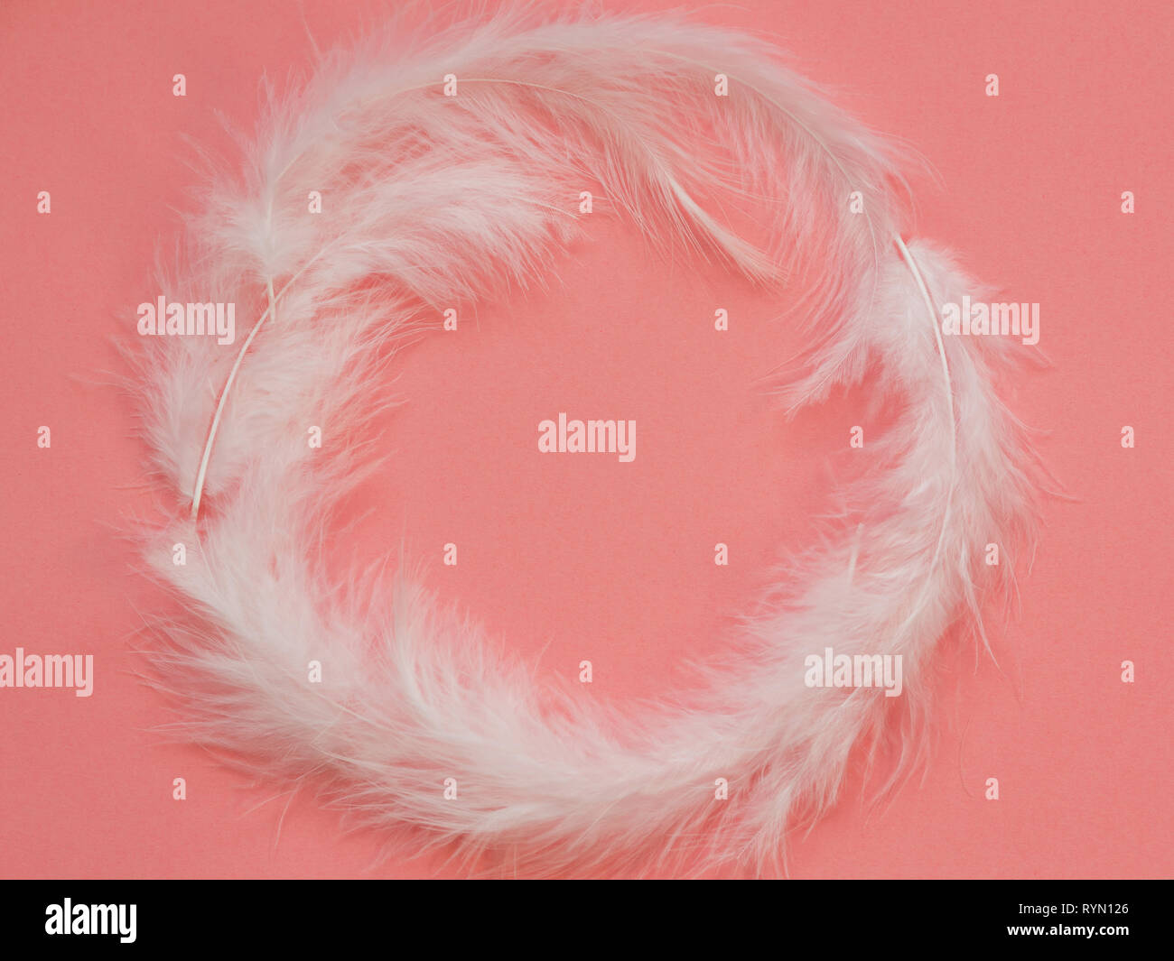 Round frame of light white feathers on pink background. Design in ...
