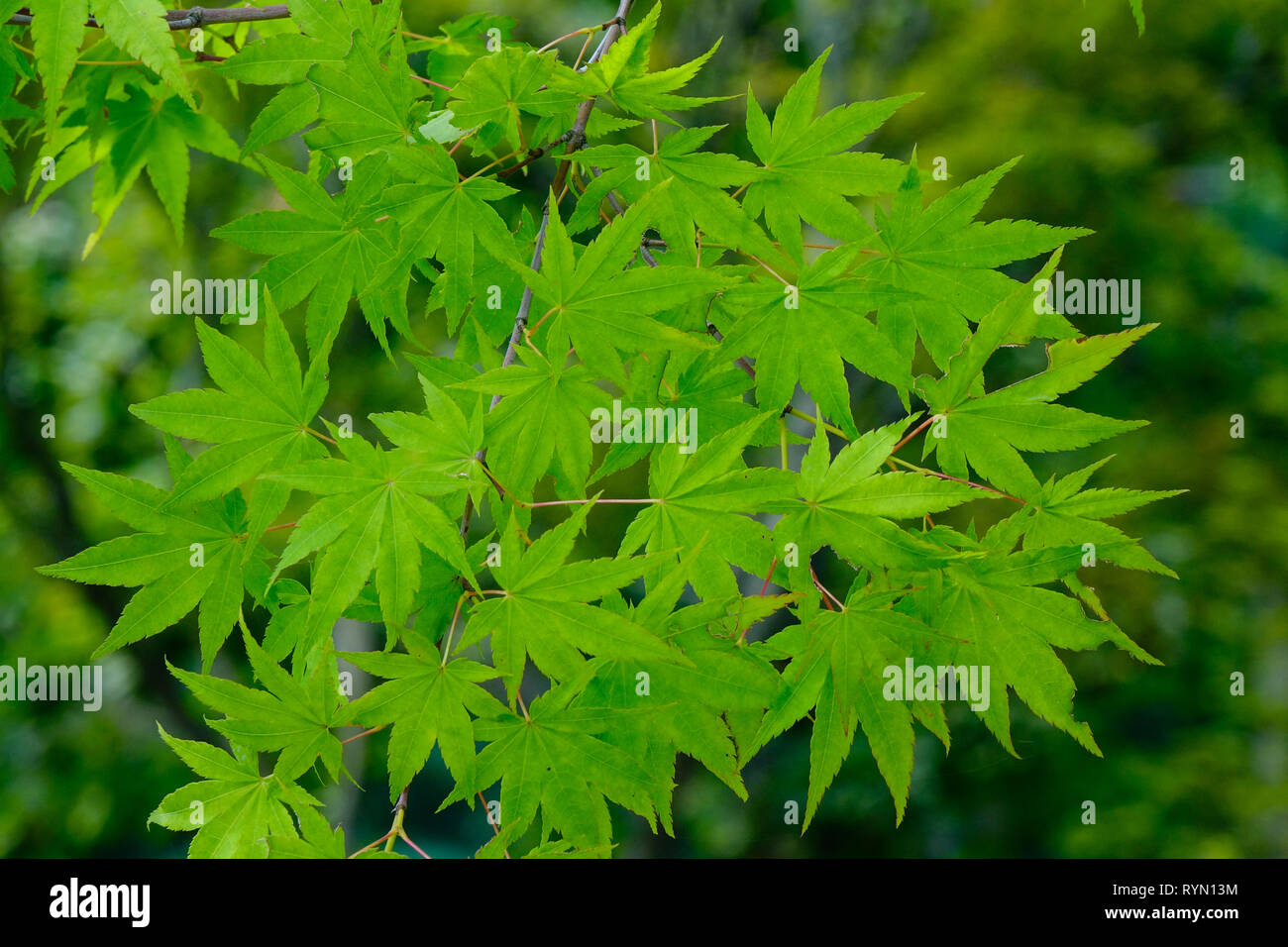 Green trees in the park at Namiseom (Nami Island), South of Korea Stock ...