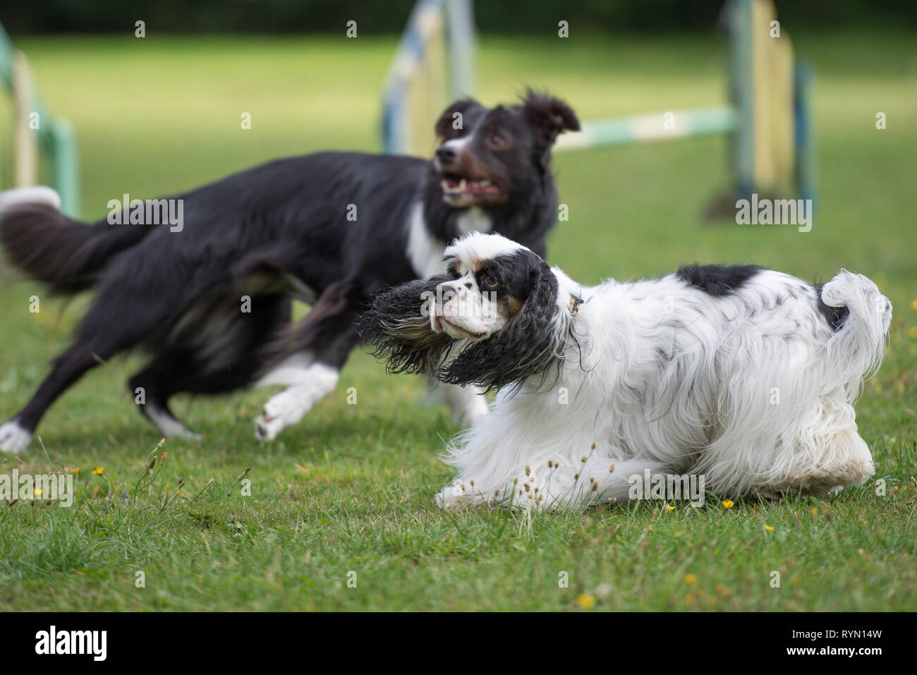 Tri color border collie hi-res stock photography and images - Alamy