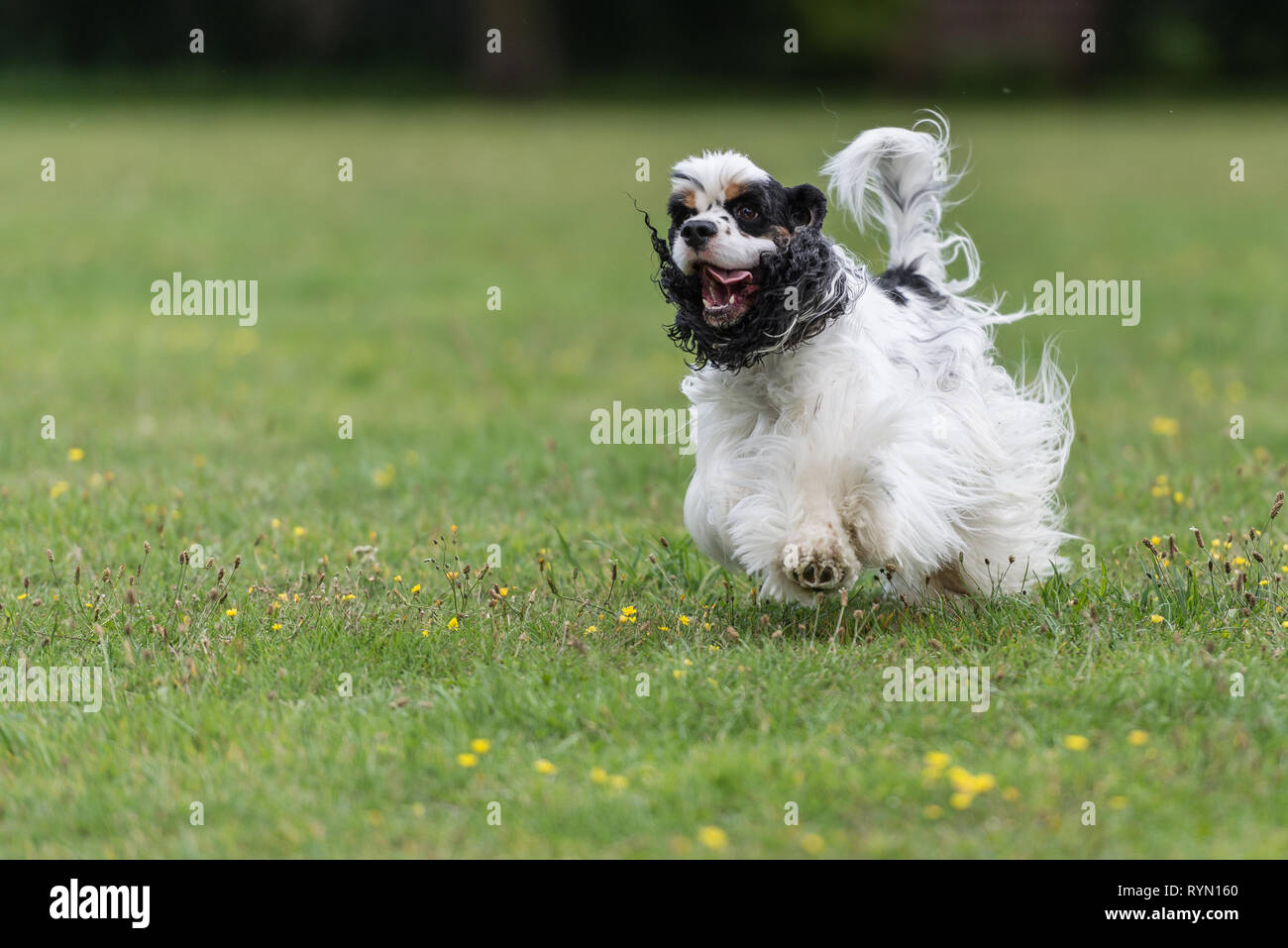 Cute cocker spaniel party hi-res stock photography and images - Alamy