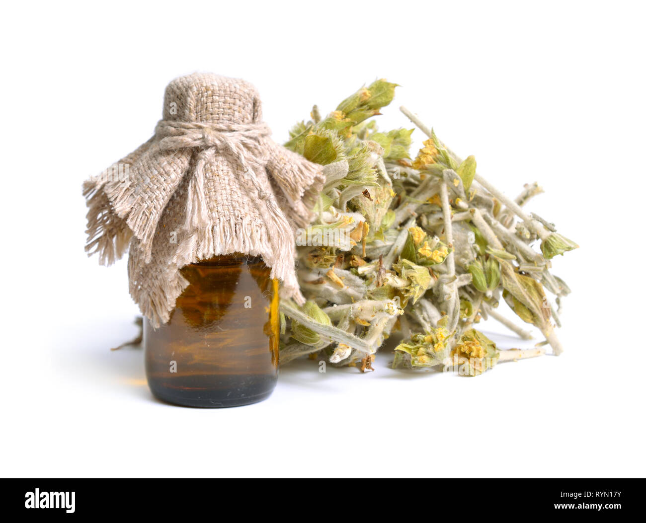 Sideritis, also known as ironwort, Greek mountain tea and shepherd's ...