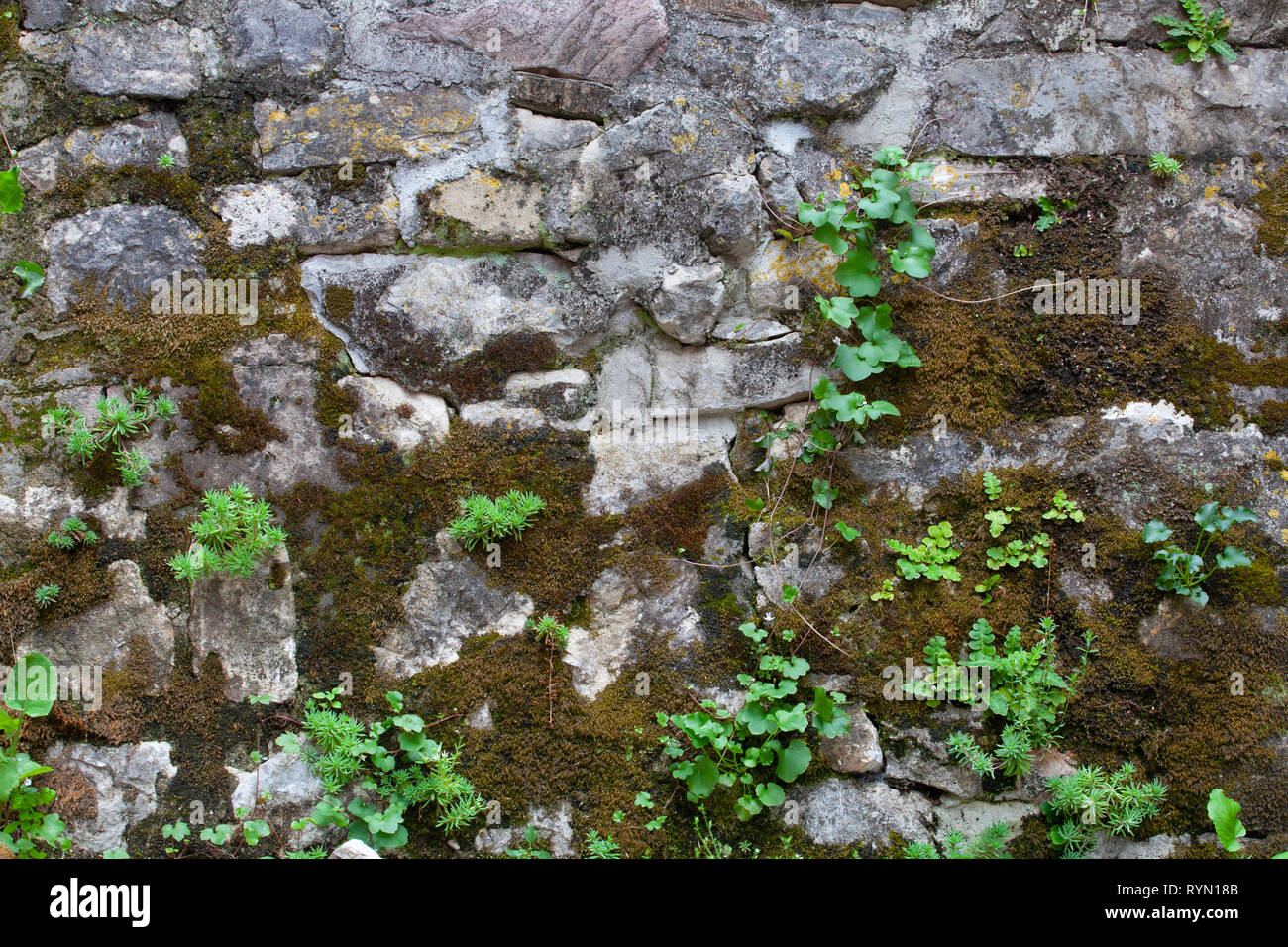 Overgrown wall in old city. Textured masonry overgrown with moss and ...