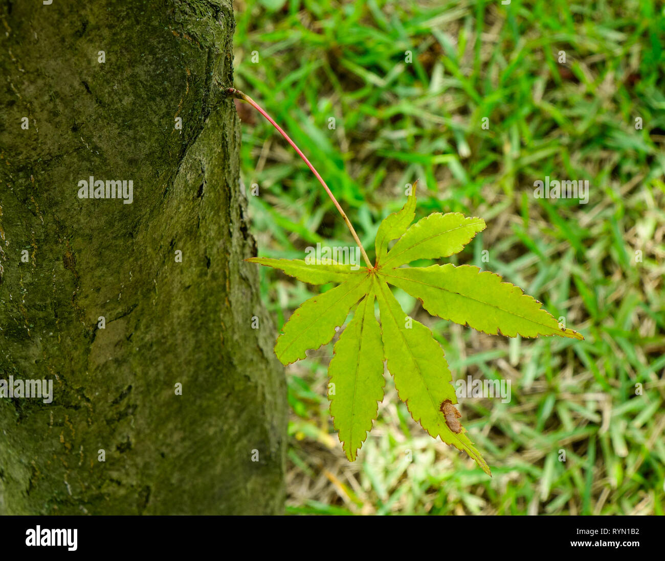 Green trees in the park at Namiseom (Nami Island), South of Korea Stock ...