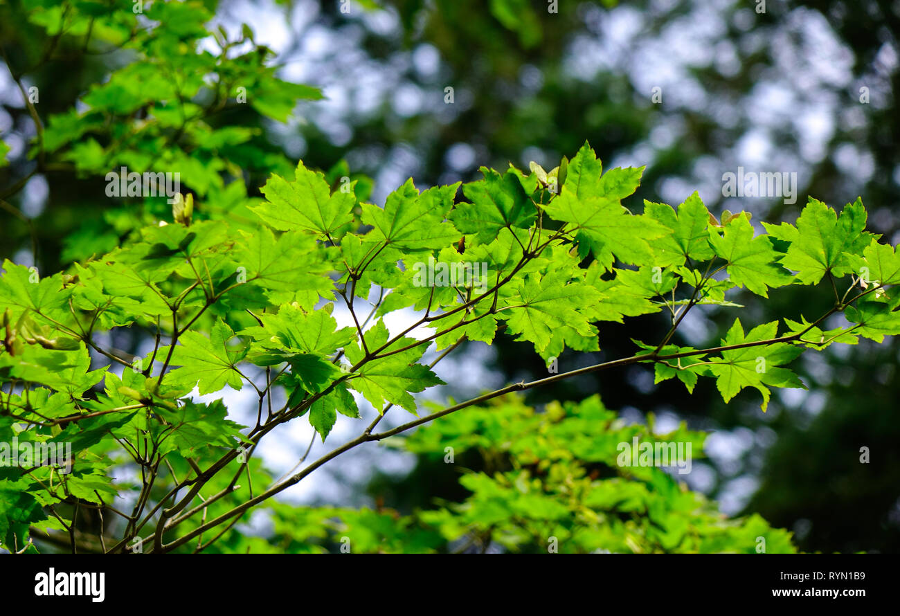 Green maple trees in the park at Namiseom (Nami Island), South of Korea ...