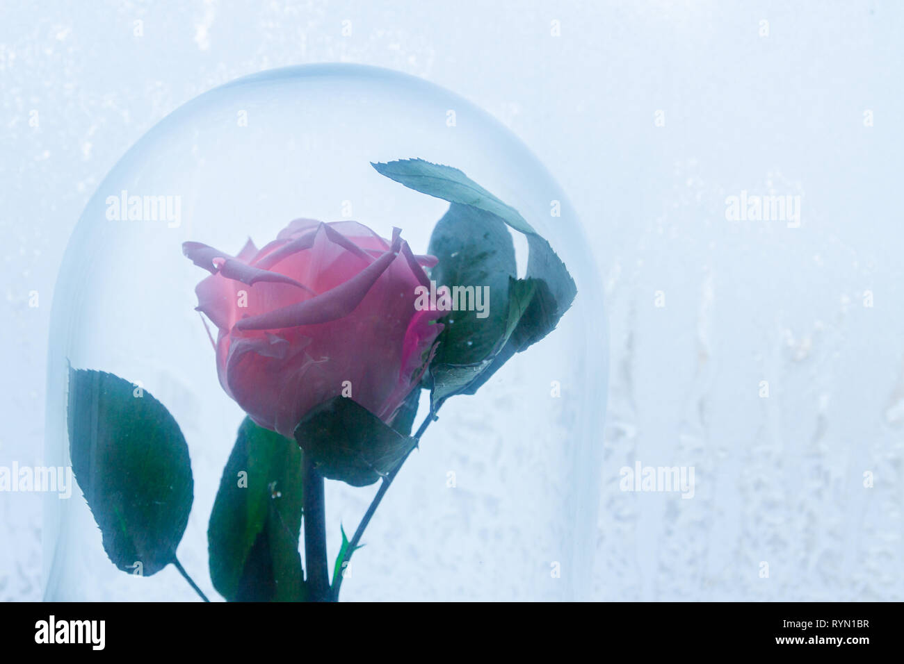 Pink rose in a glass bulb on the background of frozen window Stock ...