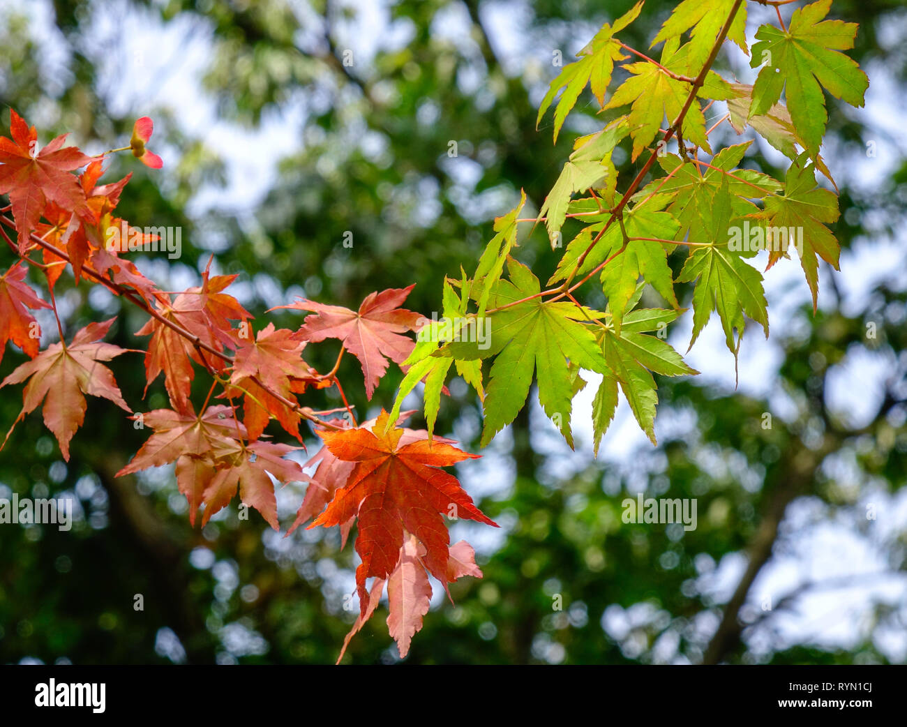 Maple leaves at sunny day in autumn. Nature background Stock Photo - Alamy