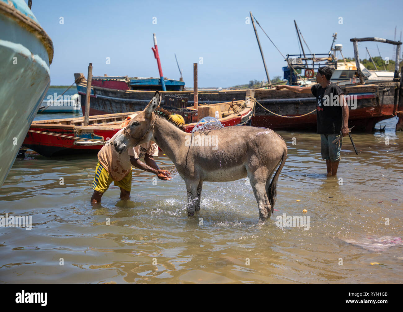 Man washing his donkey in the sea, Lamu county, Lamu town, Kenya Stock ...