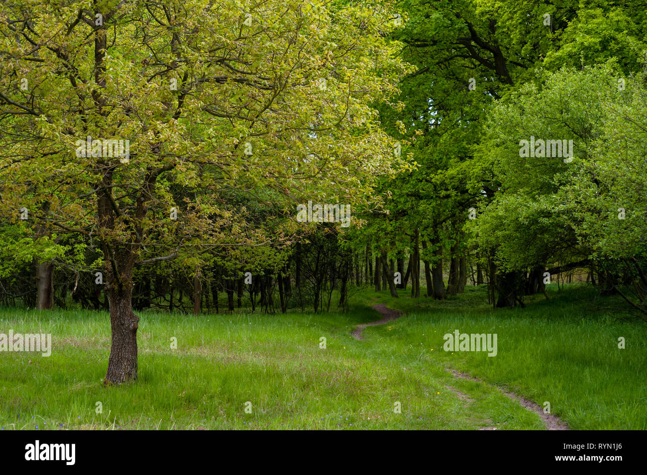Sandy path and clearing in a forest at day without people in the spring ...