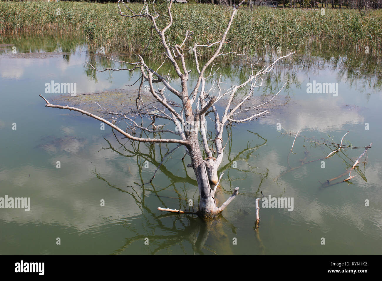 Abandoned trees on the Lake of Doirani Kilkis Greece Stock Photo - Alamy