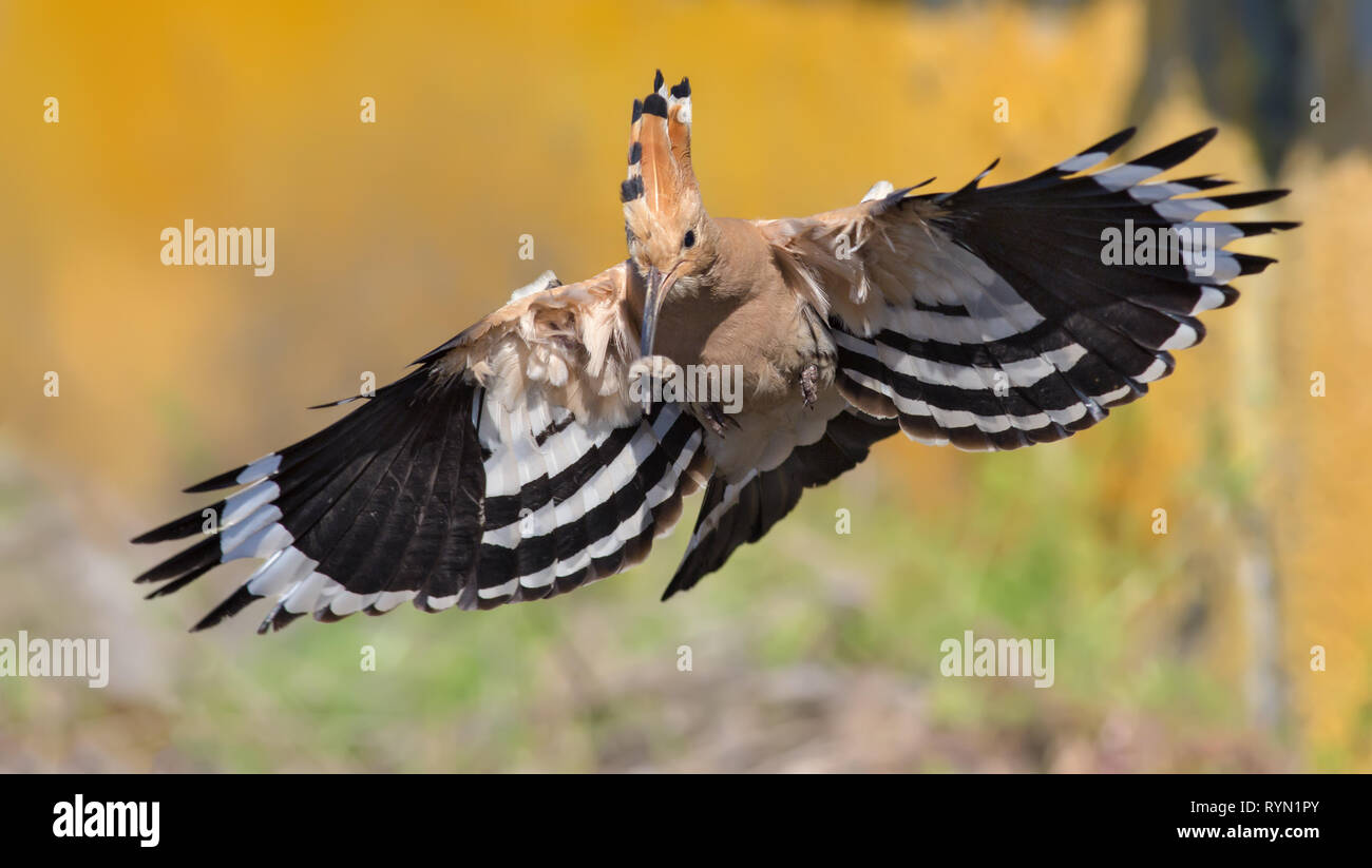 Hoopoe with larva hi-res stock photography and images - Alamy