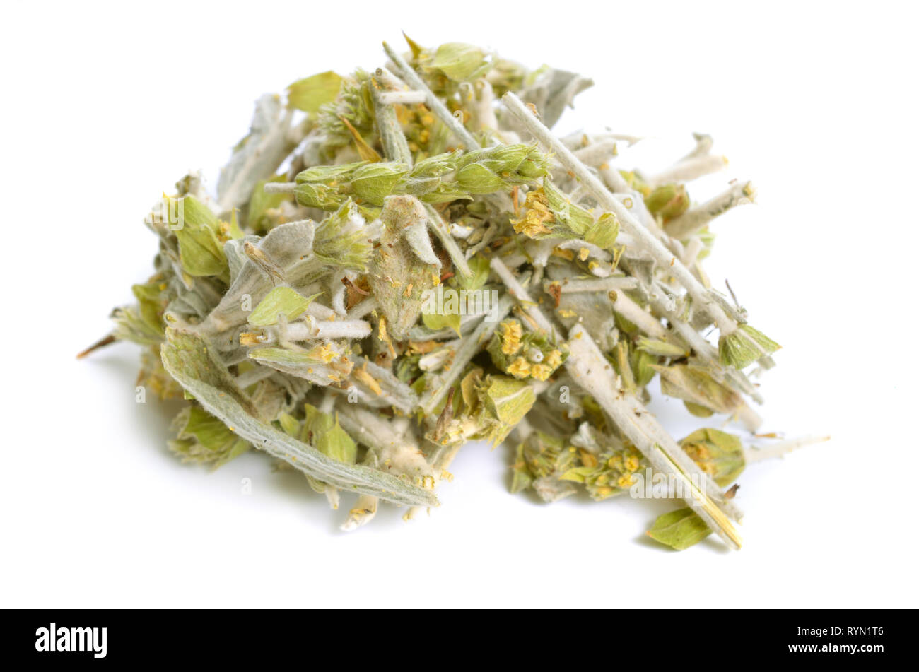 Sideritis, also known as ironwort, Greek mountain tea and shepherd's ...