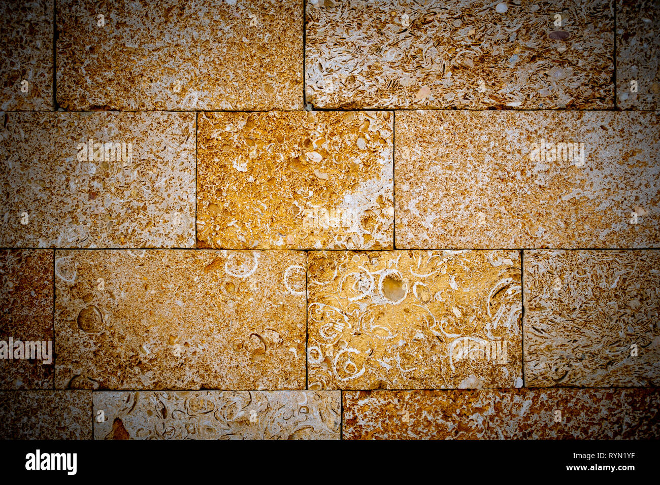 a close up of sandy bricks incrusted with seashells Stock Photo - Alamy