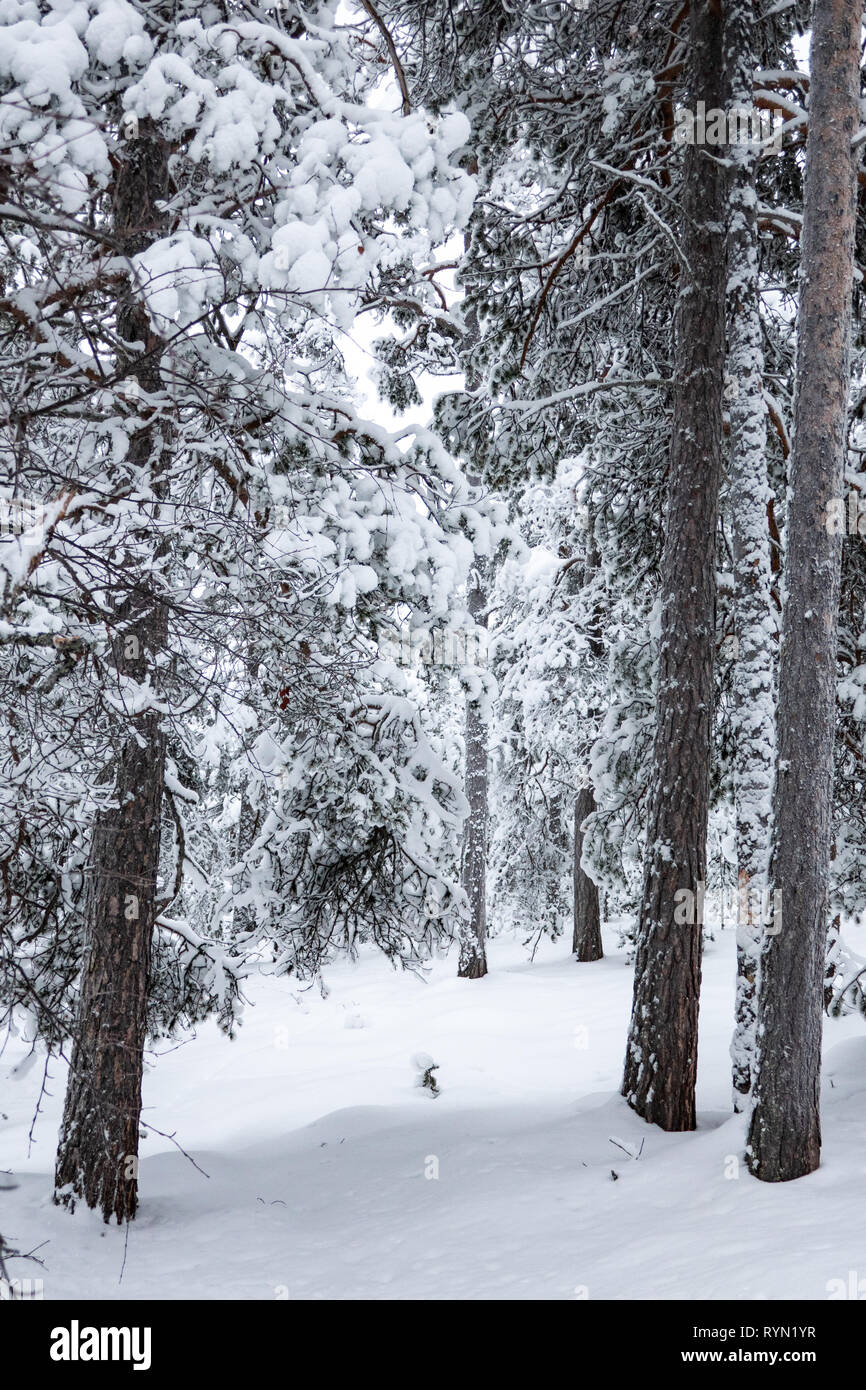 Forest in the snow Stock Photo - Alamy