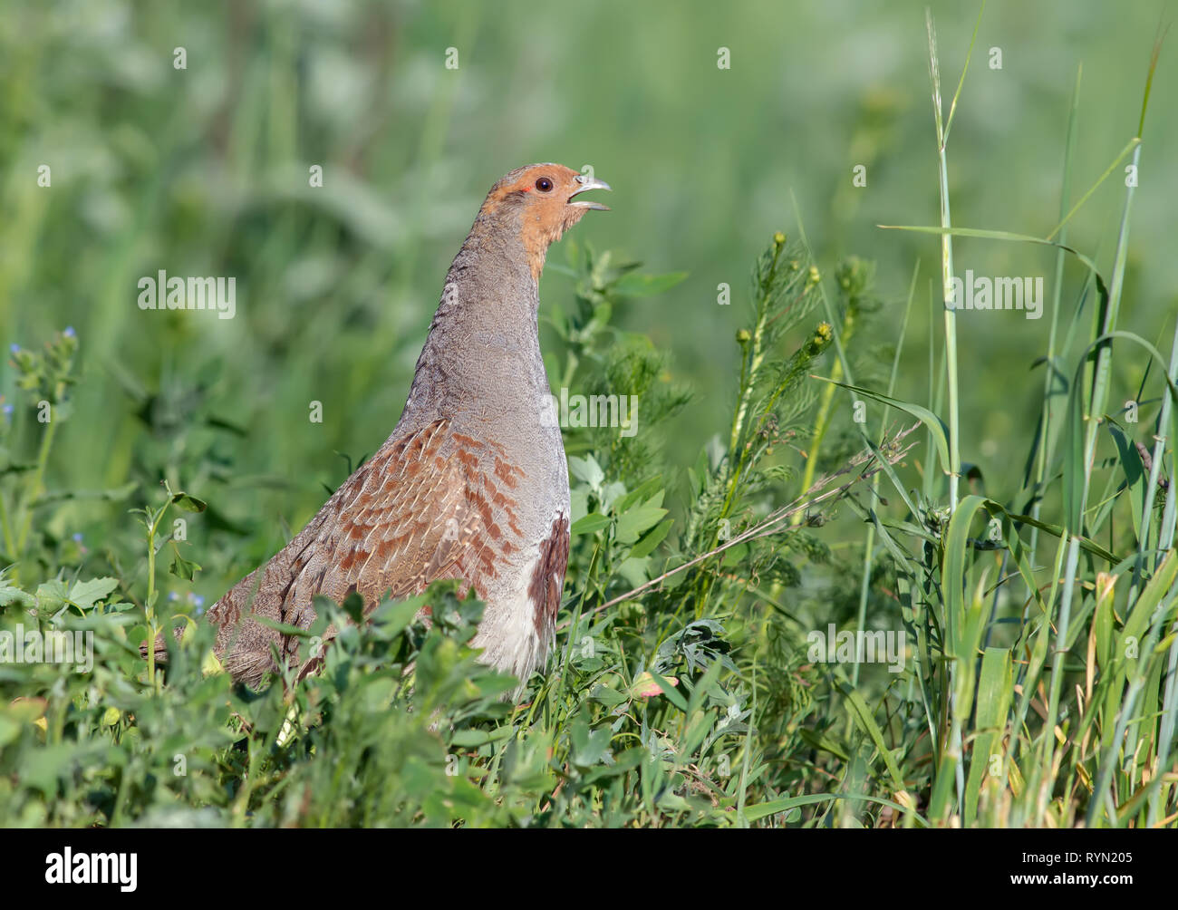 Male partridge hi-res stock photography and images - Alamy